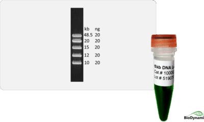 10 kb DNA Ladder, Ready-to-load | BioDynami