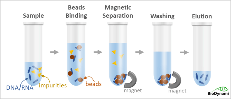 SPRI Beads Technology: Unlocking the Power of a Lab Workhorse
