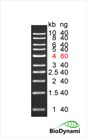 1 kb DNA Ladder, Ready-to-load | BioDynami