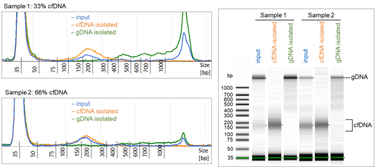 cfDNA Purification Kit (Magnetic Beads) | BioDynami