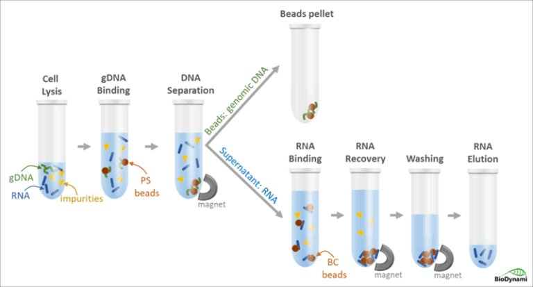 Bacterial RNA Extraction Kit (Magnetic Beads) | BioDynami